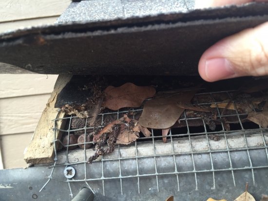 Pest Control for Squirrels | Animal Removal & Extermination | Forsyth Exterminating